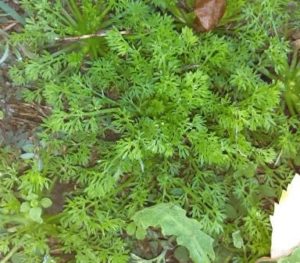 Bindii Weeds on the rise! - Delectable Garden