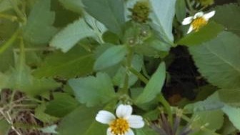 Cobblers Pegs | Delectable Garden