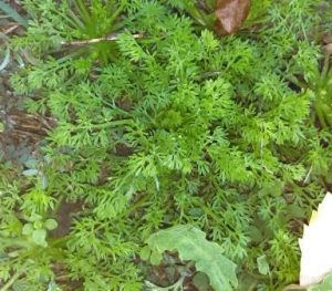 Bindi weed - Delectable Garden
